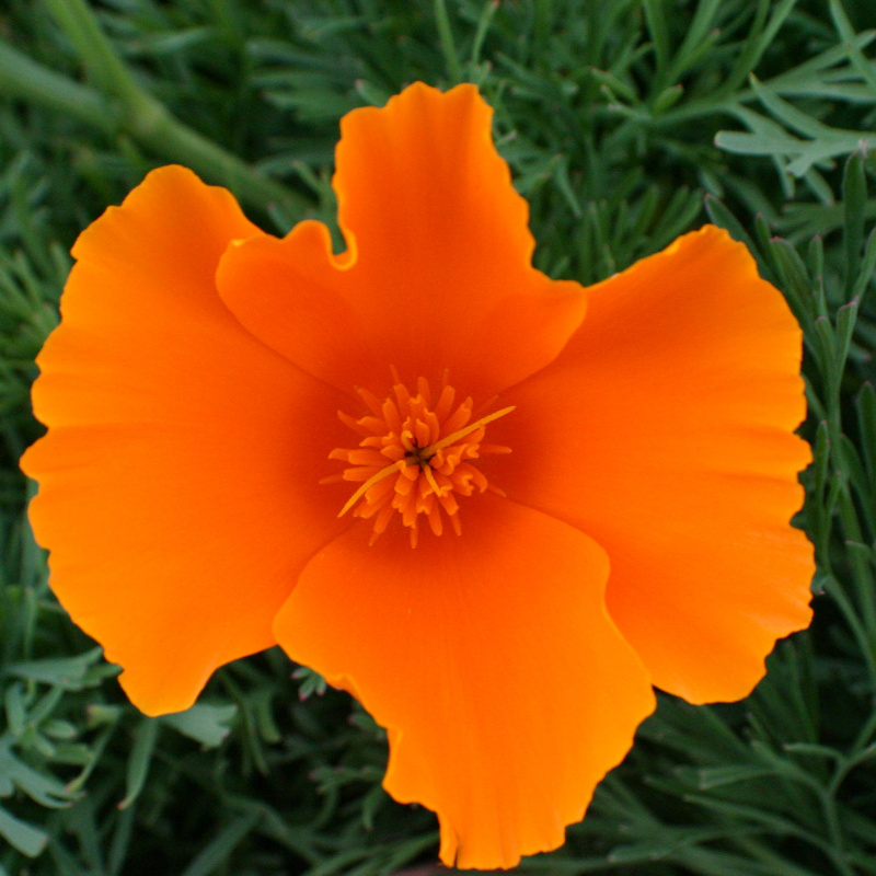 Eschscholzia californica (California Poppy - Aurantiaca Orange) 100 ...