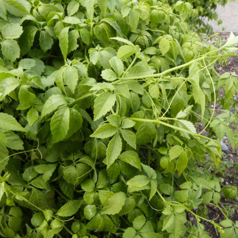 Gynostemma Pentaphyllum: Herbal Tea for Longevity | Shaman Australis Botanicals