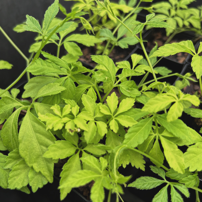 Gynostemma Pentaphyllum: Herbal Tea for Longevity | Shaman Australis ...