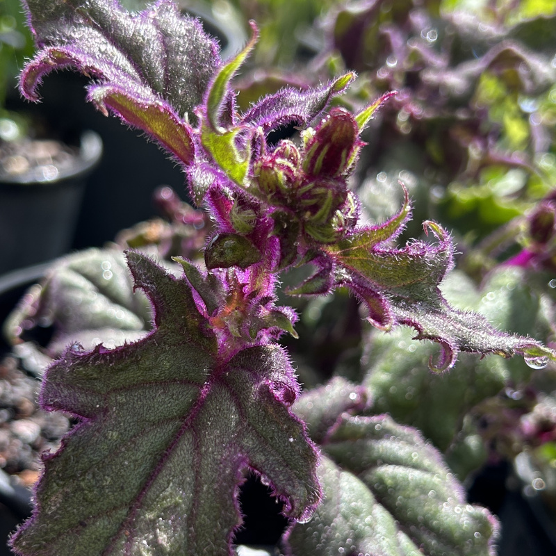 Gynura aurantiaca (Purple Velvet Plant) Plant | Shaman Australis Botanicals