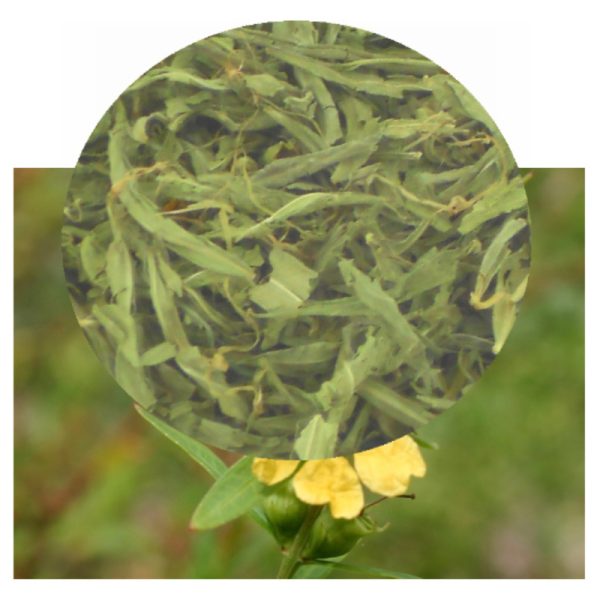 Sinicuichi tea Heimia salicifolia: Ancient Shamanic Tradition | Shaman ...