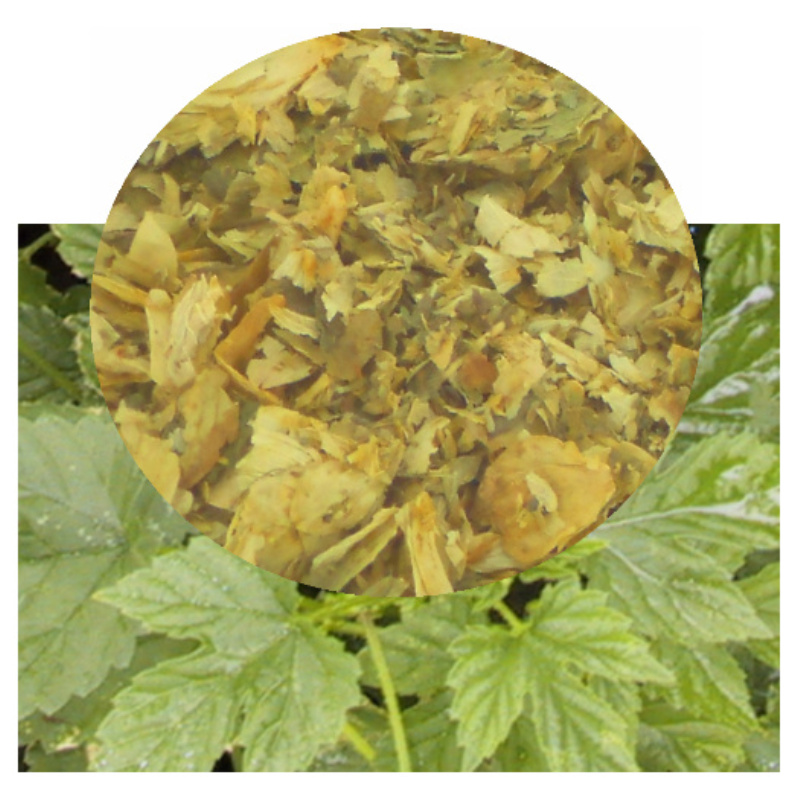 Hops Dried Flowers: Natural Sleep Aid and Beauty Boost | Shaman ...