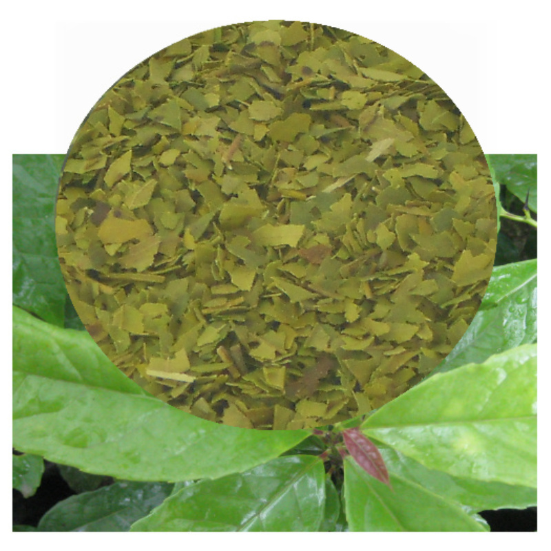 Organic Guayusa Tea: Natural Energy Without the Crash | Shaman ...