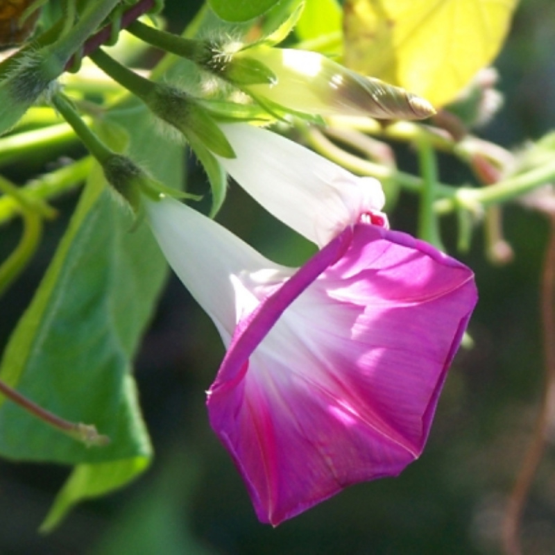 Ipomoea purpurea var Crimson Rambler (Common Morning Glory) 10 Seeds ...