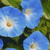 Discover Ipomoea tricolor 'Heavenly Blue' Plant: Fast-Growing Vine
