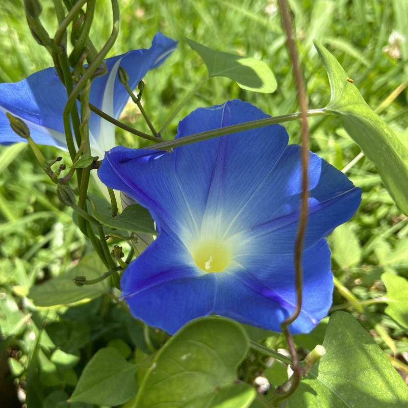 Ipomoea Tricolor Mexican Morning Glory Ipomoea Tricolor