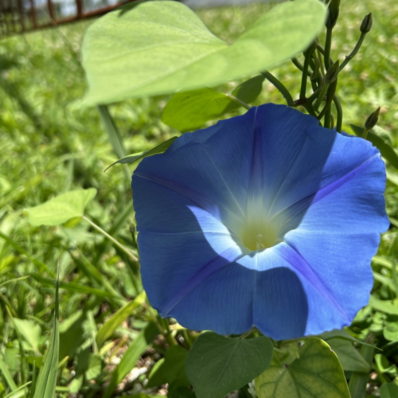 Ipomoea tricolor 'Heavenly Blue': Stunning Morning Glory | Shaman ...