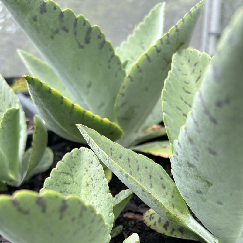 Kalanchoe gastonis-bonnieri (Donkey Ears) Plant | Shaman Australis ...