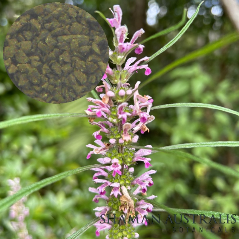 Leonurus sibiricus (Marihuanilla) 25:1 Extract 3.5g | Shaman Australis ...