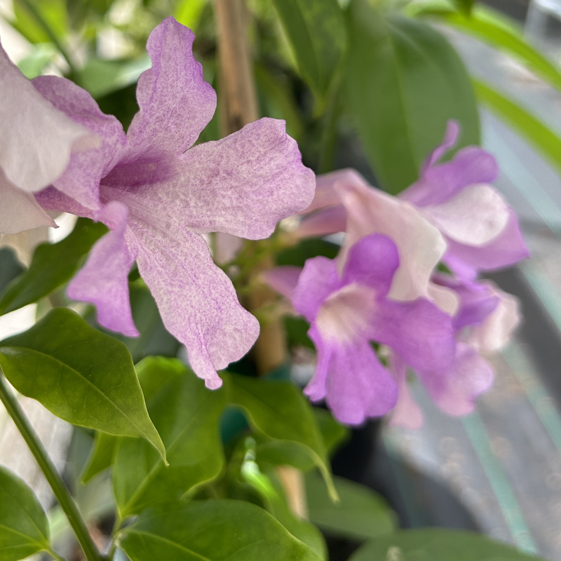 Enhance Your Garden with Mansoa Alliacea Garlic Vine | Shaman Australis ...