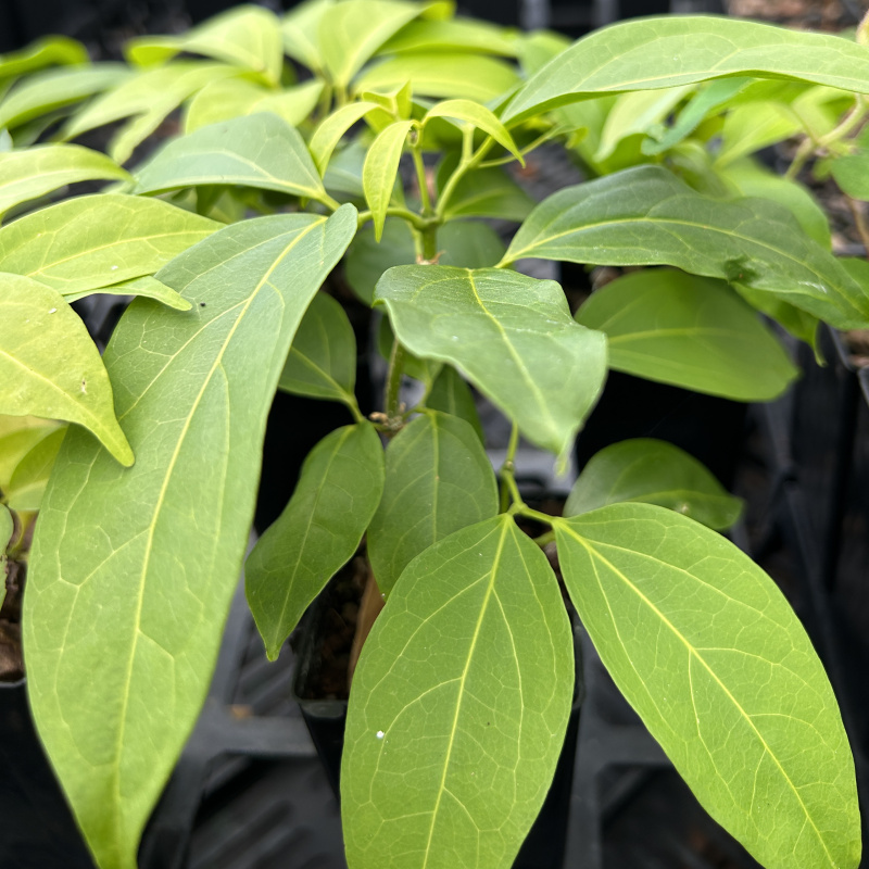 Enhance Your Garden with Mansoa Alliacea Garlic Vine | Shaman Australis ...