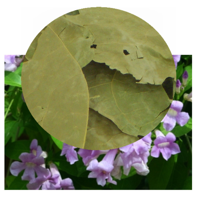 Garlic Vine Leaves: Natural Remedy for Coughs and Colds | Shaman ...