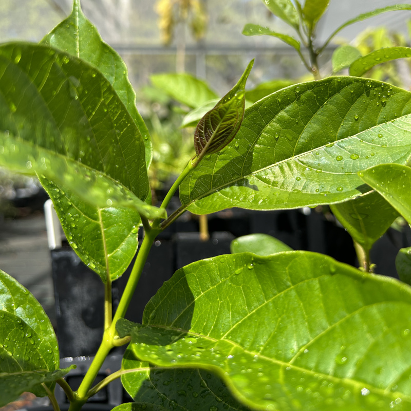 Mondia whitei White's Ginger: Woody Vine with Attractive Flowers ...