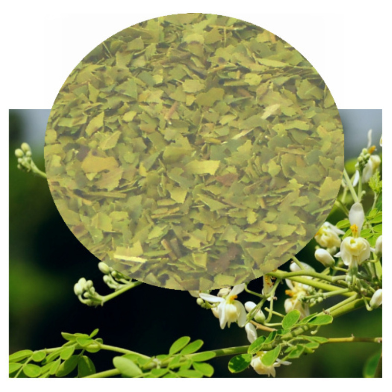 Moringa Tea for Better Immunity and Blood Health | Shaman Australis ...