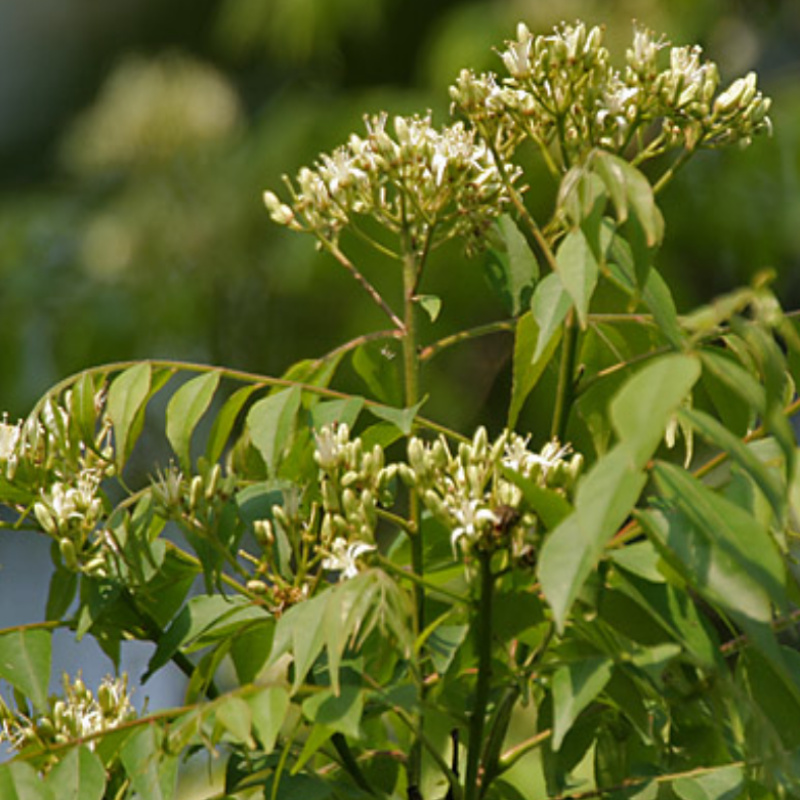 Murraya koenigii Curry Tree: Aromatic Leaf for Indian Cuisine | Shaman ...