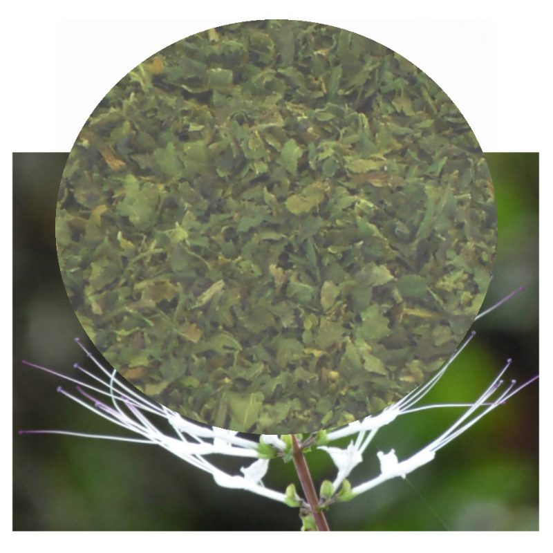 Orthosiphon stamineus (Java Tea) Dried Leaf 30g | Shaman Australis ...