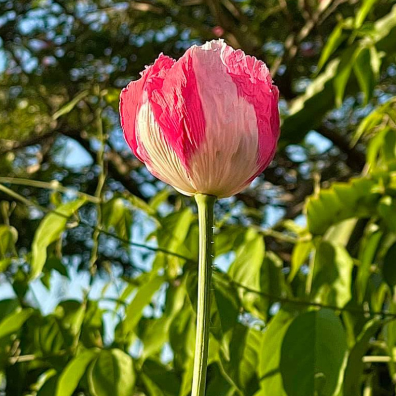 Papaver somniferum Galania: Beautiful and Showy Poppy Flowers | Shaman ...