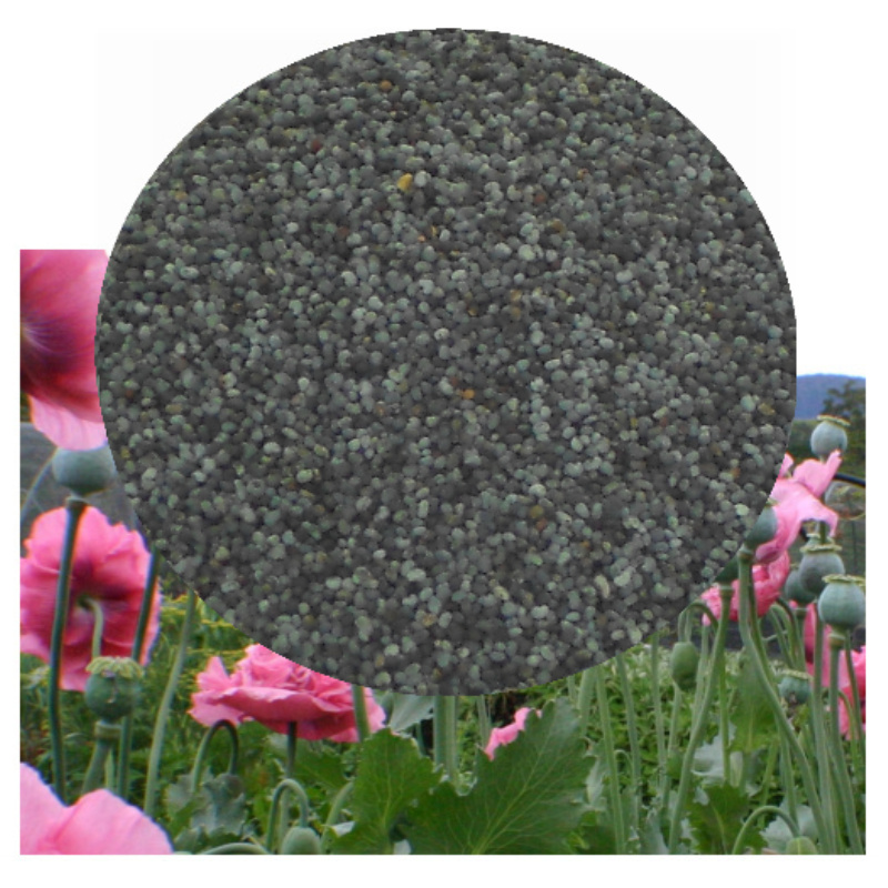 Poppy Seeds: Sweet, Nutty Flavour for All Your Delights | Shaman ...