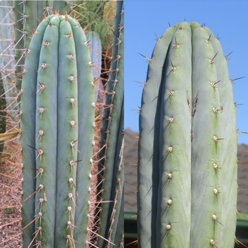 Trichocereus peruvianus 'MG Red Spine' x Trich. peruvianus 'Dawsons#1 ...