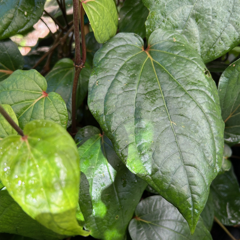 Piper betle: The Evergreen Vine Native to India | Shaman Australis ...