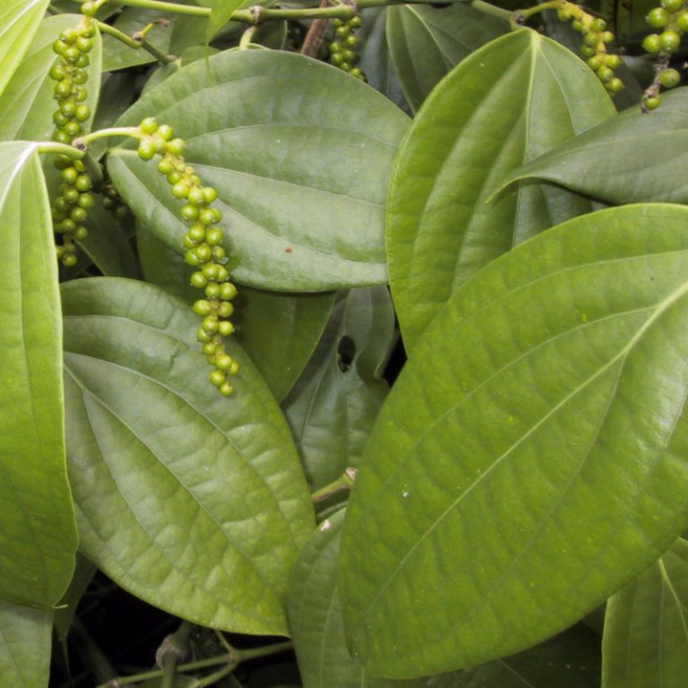 Piper nigrum Black Pepper: From South West India to Your Kitchen ...
