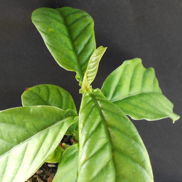 Psychotria viridis cv. Shipibo: Traditional Ayahuasca Plant | Shaman ...
