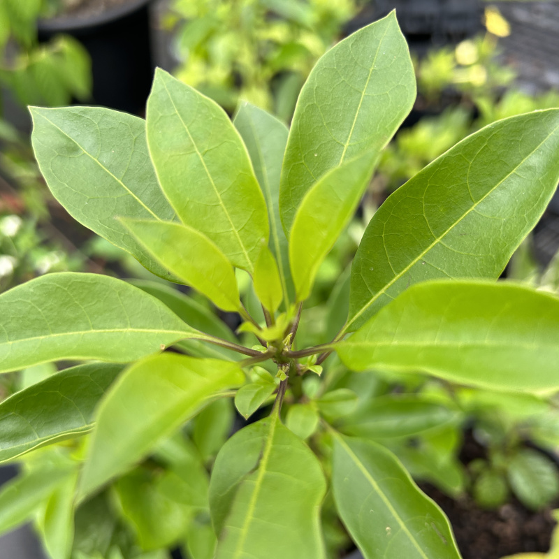 Discover the Beauty of Solandra Longiflora Chalice Vine | Shaman ...