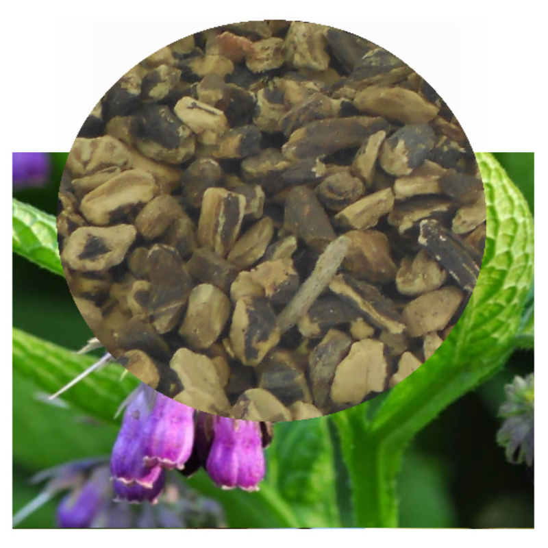 Discover the Benefits of Organic Comfrey Root for Skin and Injuries ...