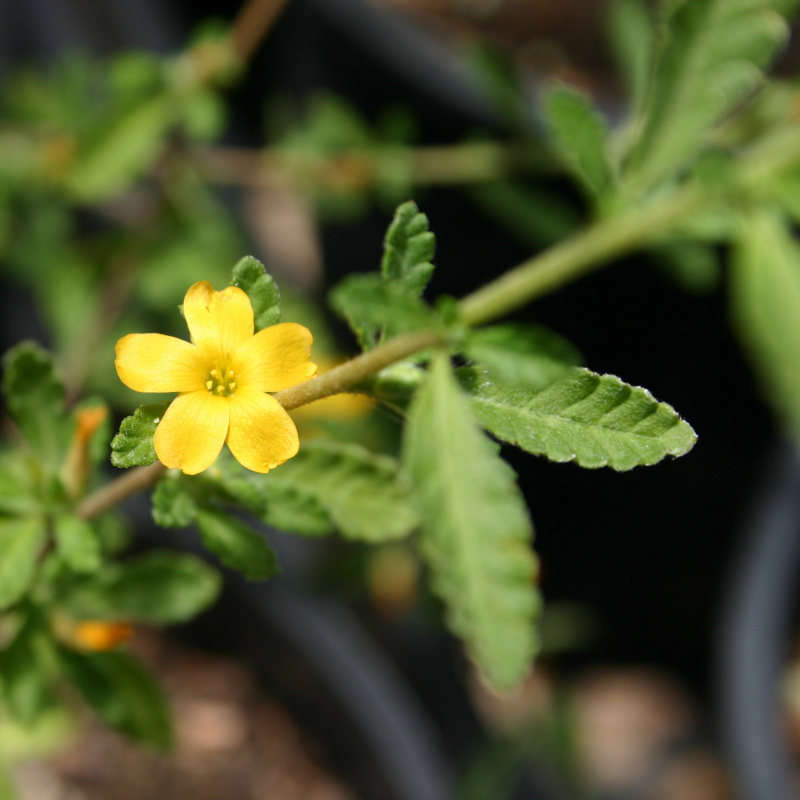 Turnera Diffusa: Damiana Tea, a natural Aphrodisiac