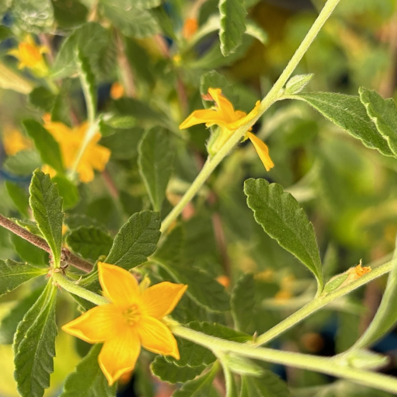 Turnera Diffusa: Damiana Tea, a natural Aphrodisiac