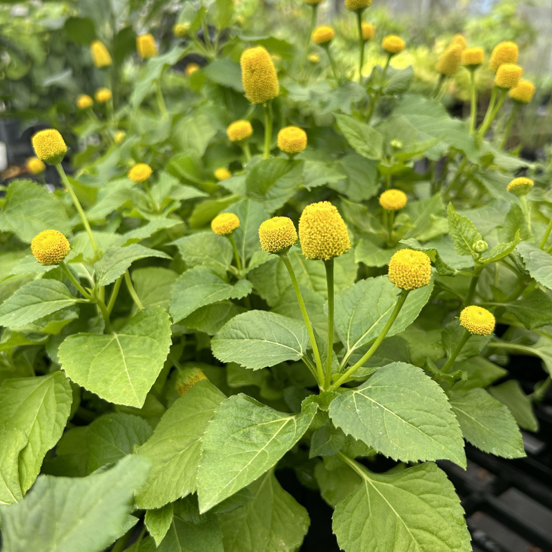 Acmella oleracea Plant: Discover the Benefits of Toothache Plant ...