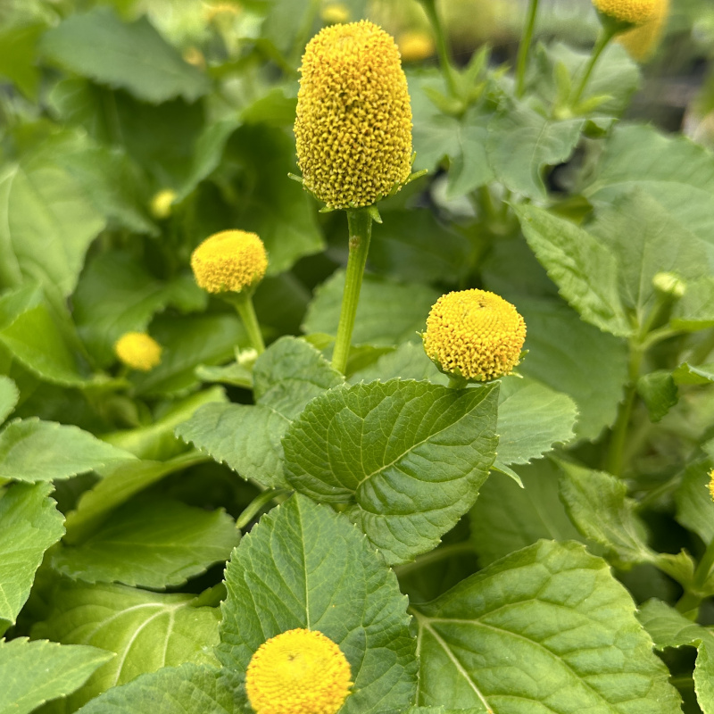 Experience Relief with Acmella oleracea Toothache Plant | Shaman ...