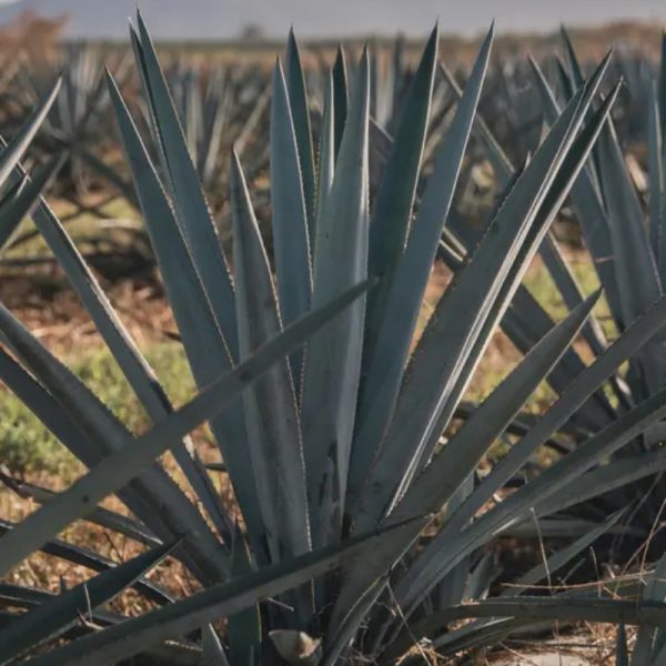Agave Tequilana Blue Agave: The Source of Authentic Tequila