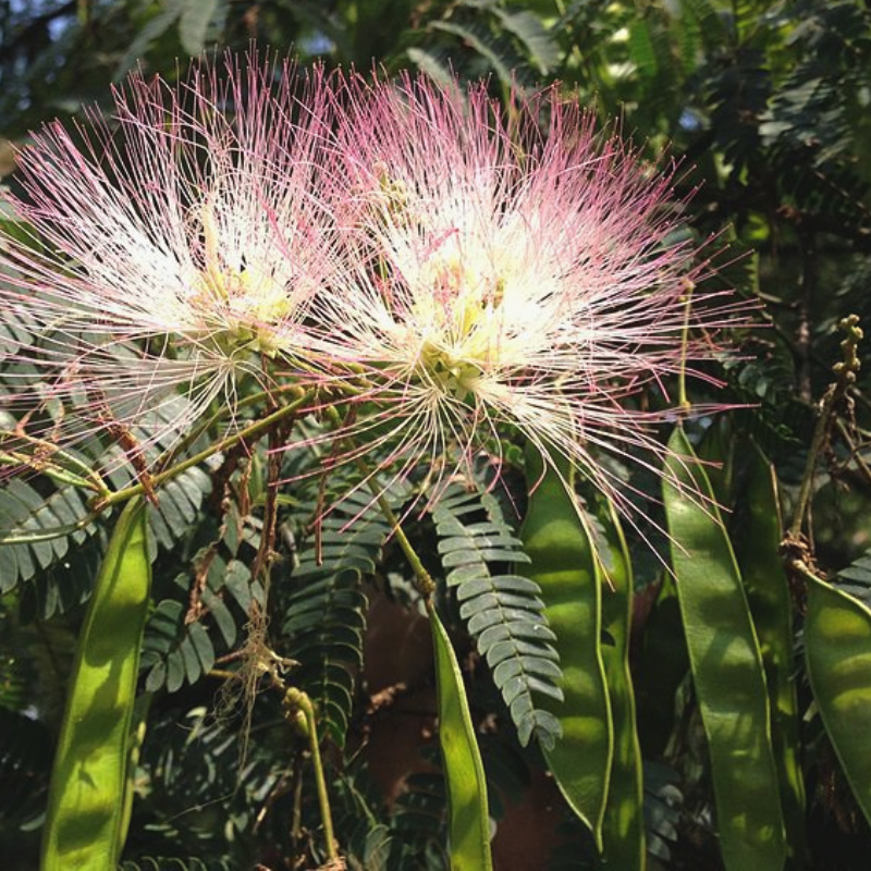 Albizia julibrissin Silk Tree: Exquisite Beauty and Fragrant Flowers ...