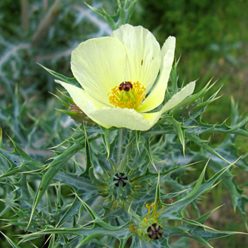 Argemone ochroleuca (Mexican Poppy) 50 Seeds | Shaman Australis Botanicals
