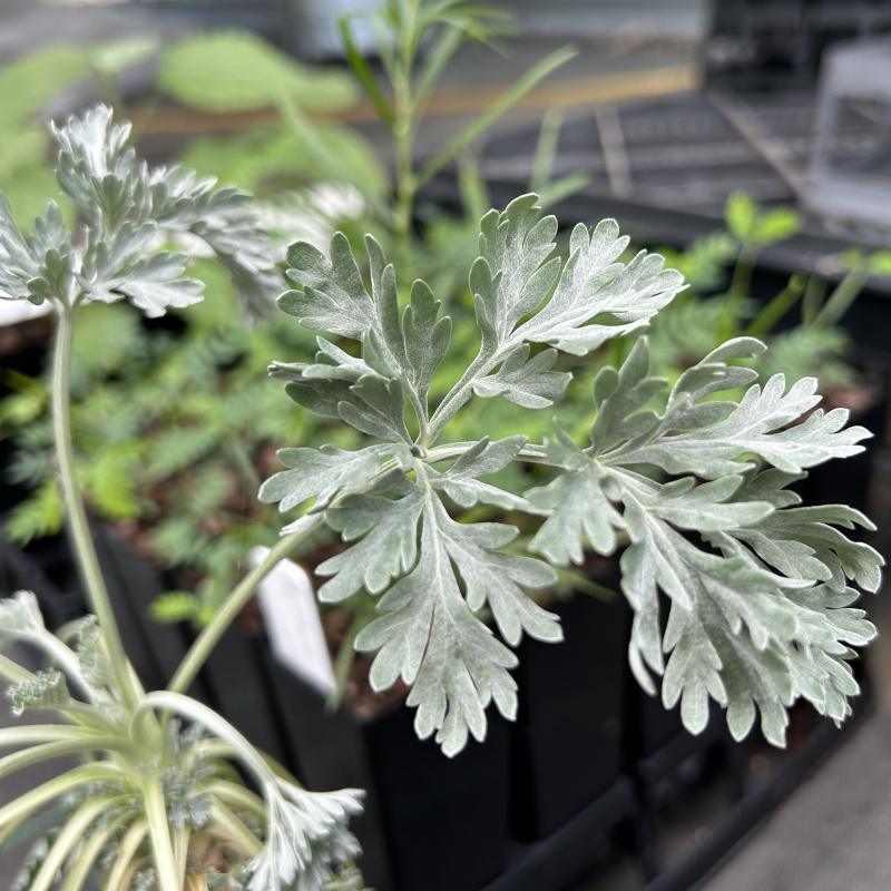 Wormwood (Artemisia absinthium): Characteristics and Uses | Shaman ...