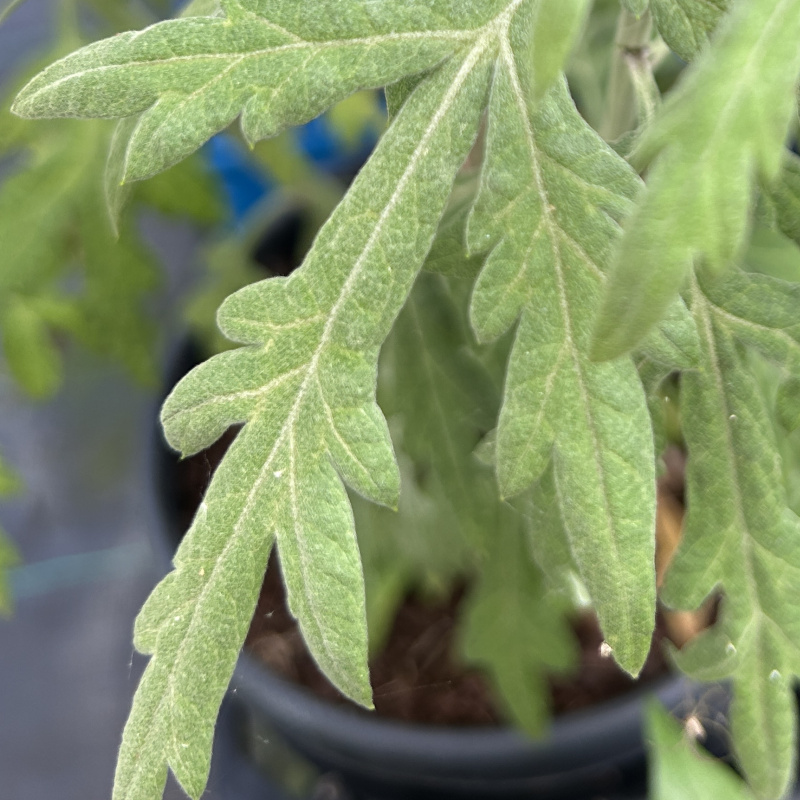 Artemisia vulgaris Mugwort Plant: A Herbaceous Perennial | Shaman ...
