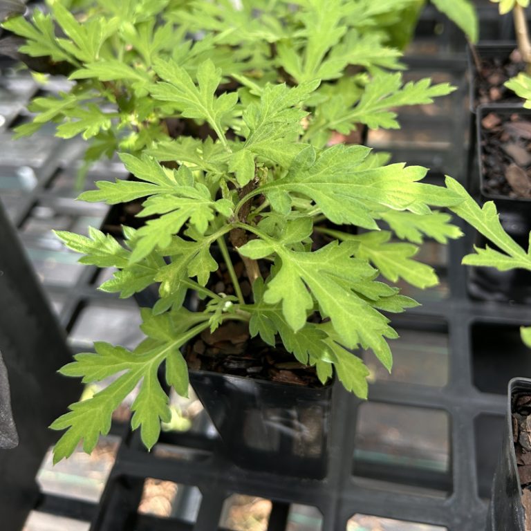 Artemisia vulgaris Mugwort Plant: A Herbaceous Perennial | Shaman ...