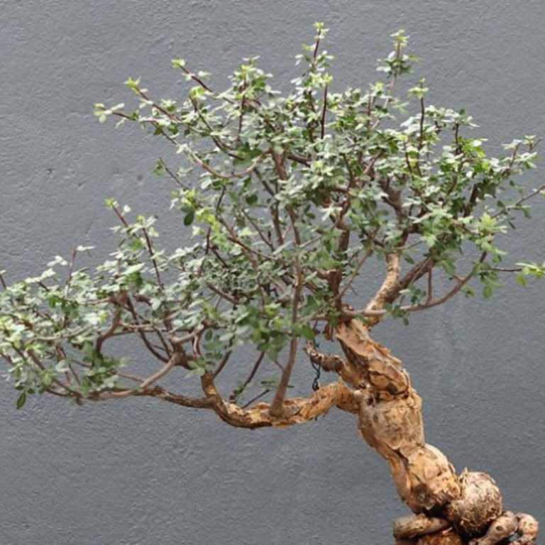 Fragrant Elephant Tree (Bursera fagaroides): Beautiful & Fragrant ...