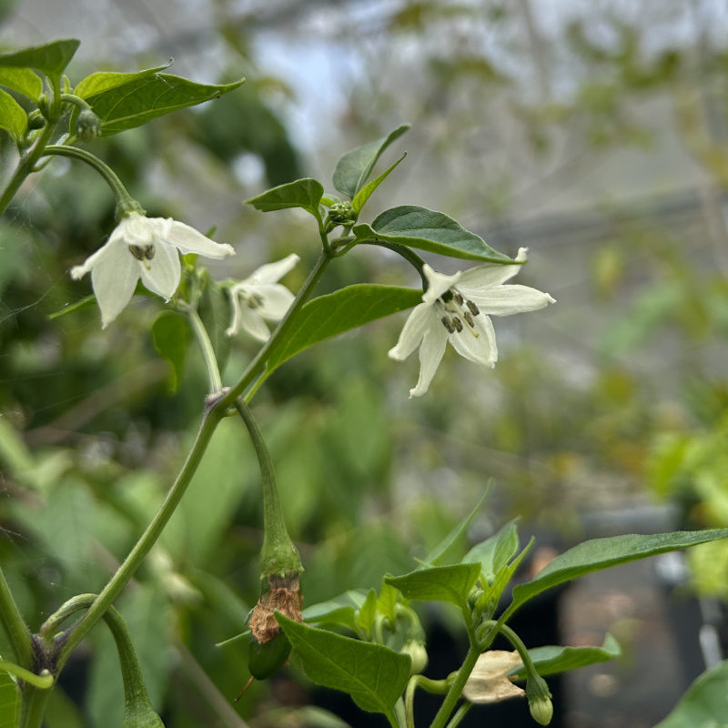 Serrano Chilli - Capsicum annuum 'Serrano': Spice Up Your Dishes ...
