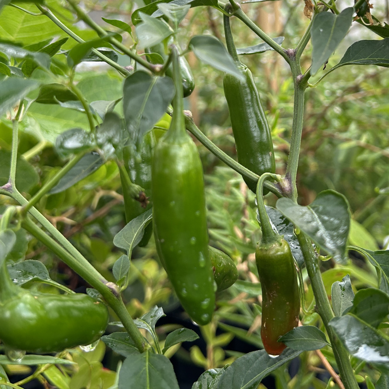 Serrano Chilli - Capsicum annuum 'Serrano': Spice Up Your Dishes ...