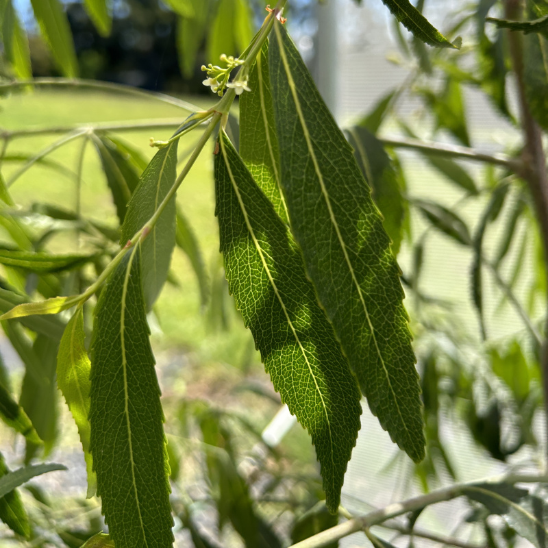 Catha edulis f. narrow leaf: Origin, Cultivation, and Description ...