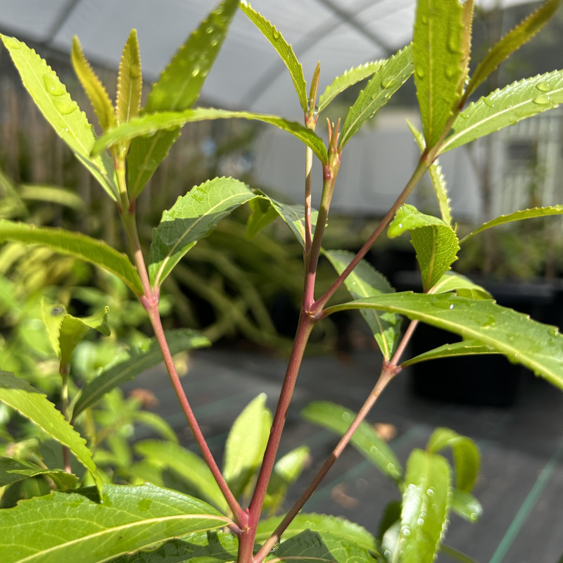 Catha edulis f. narrow leaf: Origin, Cultivation, and Description ...