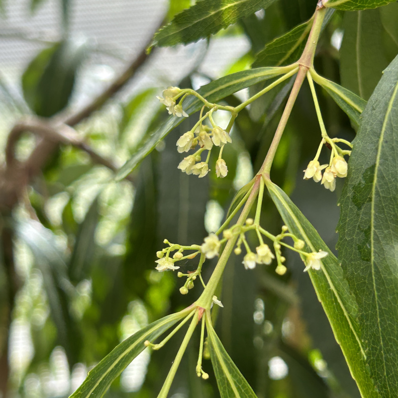 Catha edulis f. narrow leaf: Origin, Cultivation, and Description ...