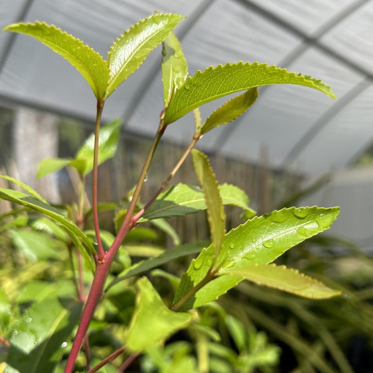 Catha edulis f. narrow leaf: Origin, Cultivation, and Description ...