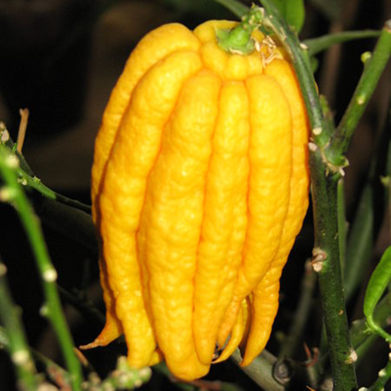 Buddha's Hand: Fragrant Fruit with Unique Segmented Shape | Shaman ...