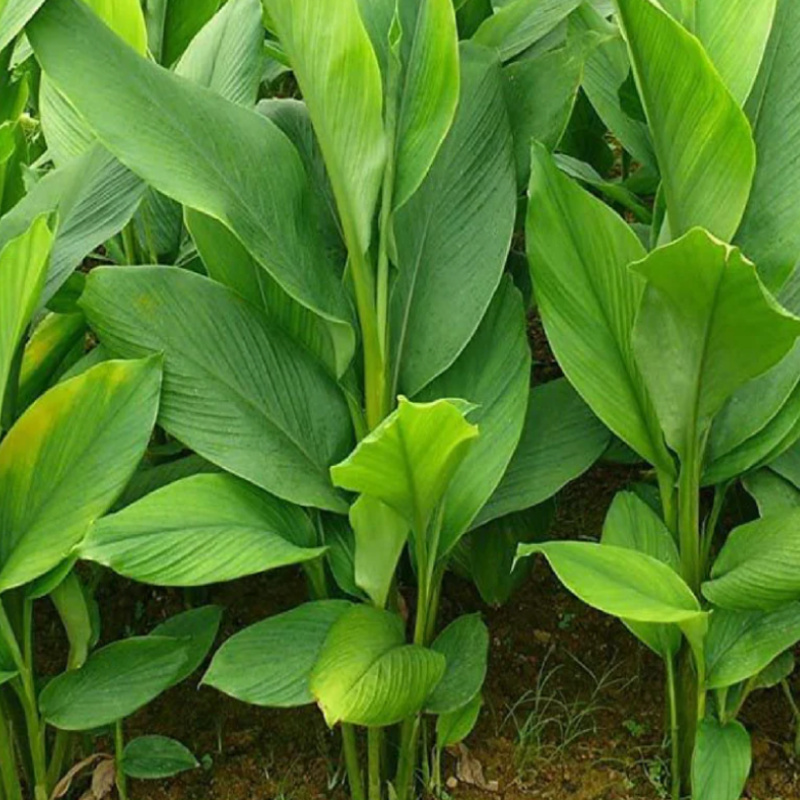 Curcuma longa (Turmeric): Medicinal and Culinary Uses | Shaman ...