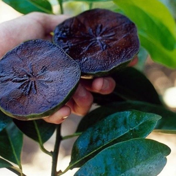 Grow Your Own Black Sapote Tree and Indulge in Its Delicious Fruit ...