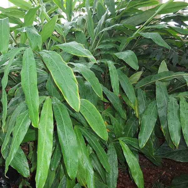 Elettaria Cardamomum True Cardamom: Aromatic Spice | Shaman Australis ...
