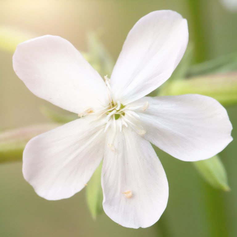 Silene undulata Plant: Discover the African Dream Root | Shaman ...